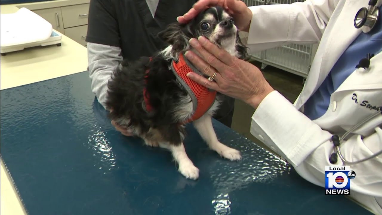 ‘My owner abandoned me’: Note attached to dog left at Publix part of ...