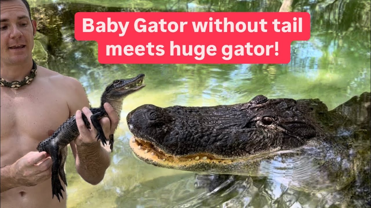 Baby gator without tail meets huge gator! - YouTube