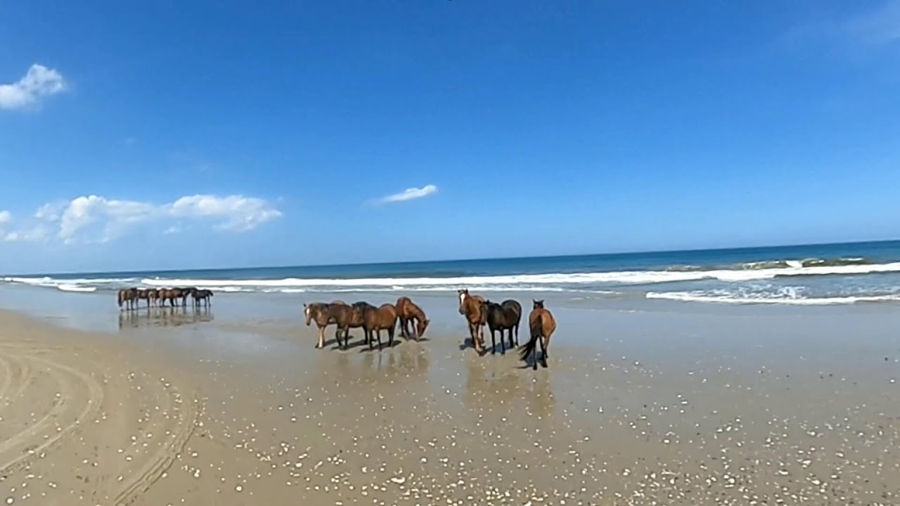 Come With Us to see the wild mustangs at Currituck National Wildlife ...