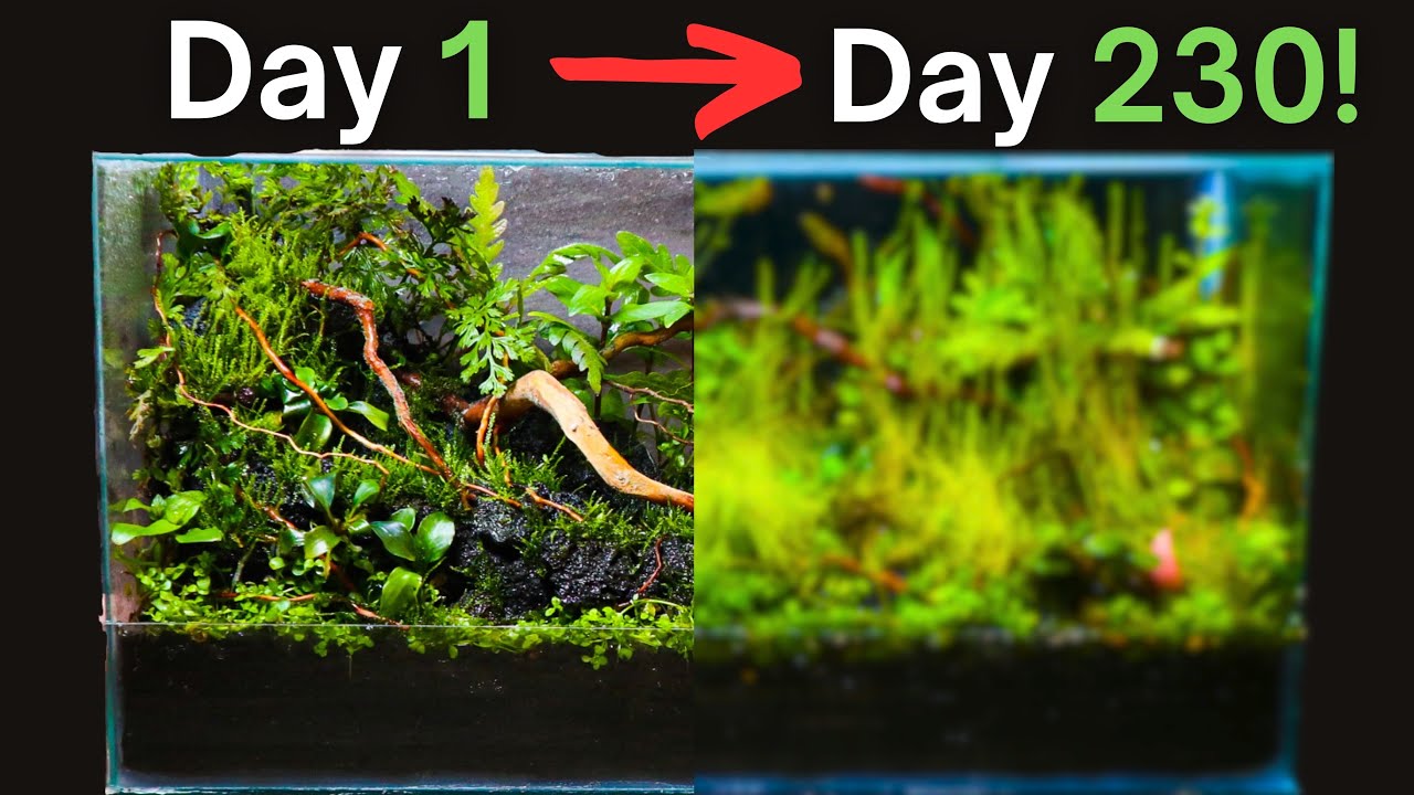 Making a Terrarium With a Flowing Stream! - YouTube
