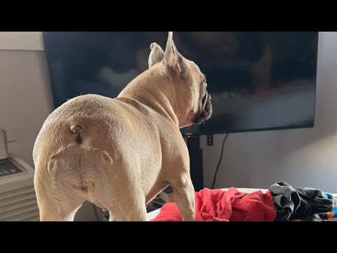 Frenchie Morning Live #frenchie #morning #live - YouTube