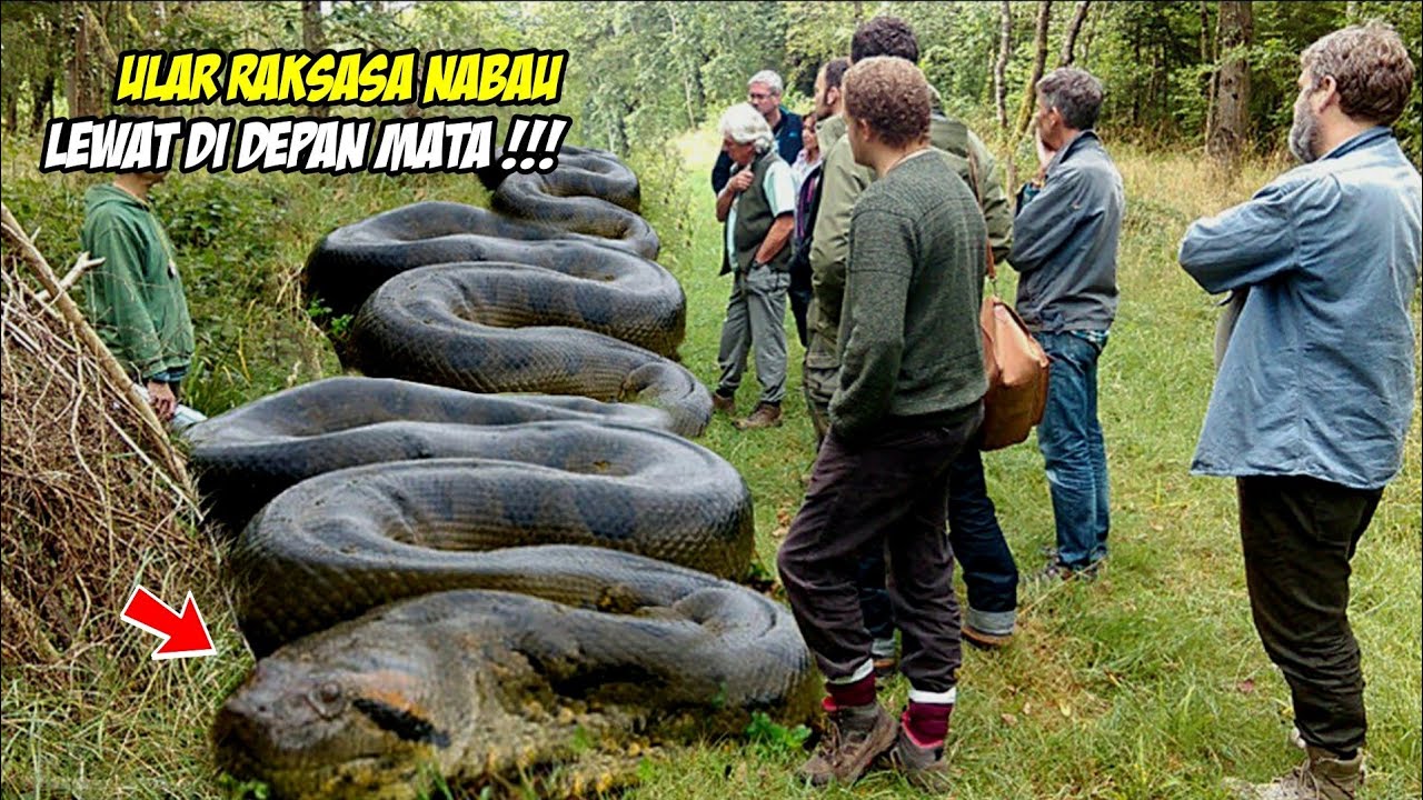 VIRAL!!! Inilah Bukti Nyata Adanya Ular Raksasa Nabau Di Hutan ...