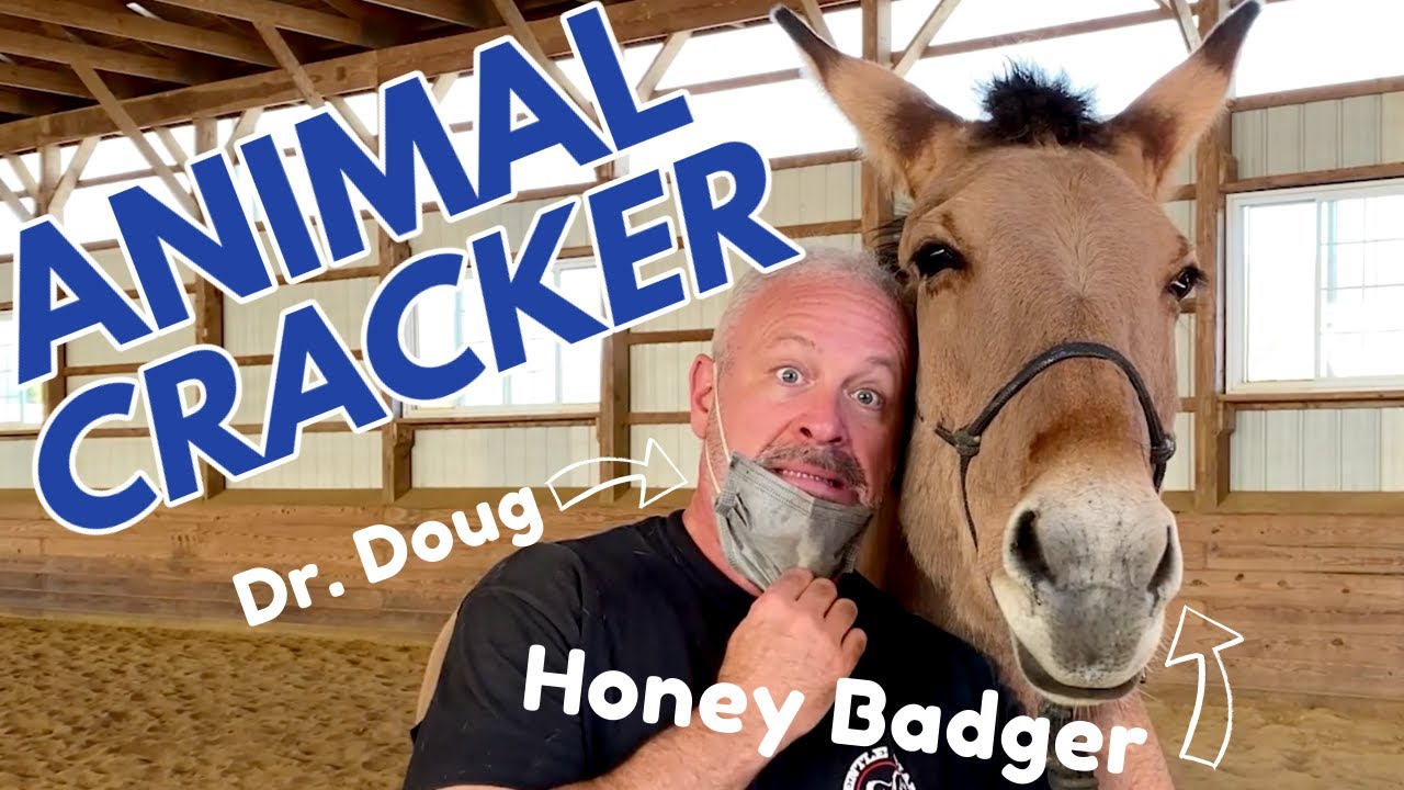 RESCUE MULE ~ Anxious and Stressed ~ learns to RELAX and TRUST again ...