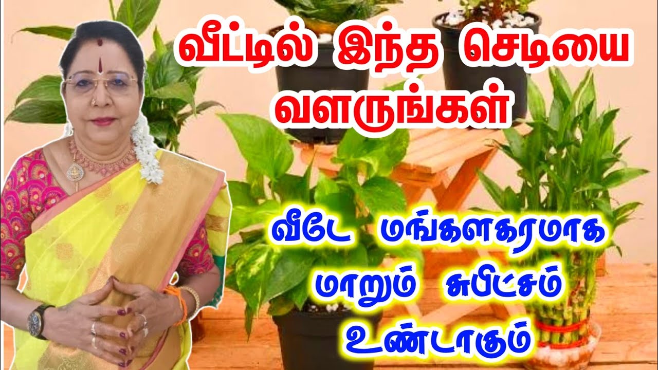 வீட்டில் இந்த செடி வளர்த்தால் வீடே மங்களகரமாக மாறும் சுபிட்சம் ...