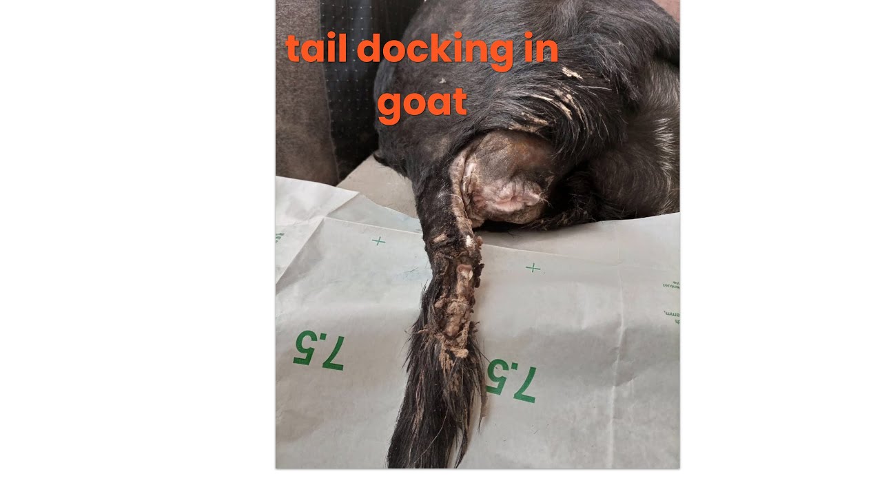 tail docking in goat - YouTube
