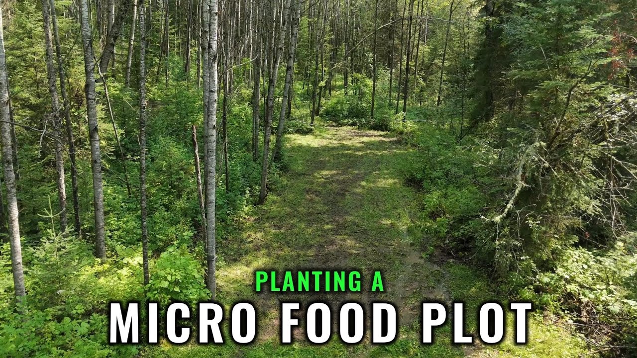 Planting a Micro Food Plot - YouTube