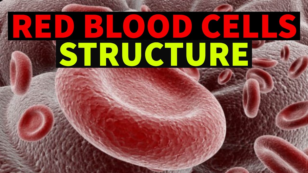 RED BLOOD CELLS and HAEMOGLOBIN- STRUCTURE | Dr.Sonu Yadav | Pathology ...