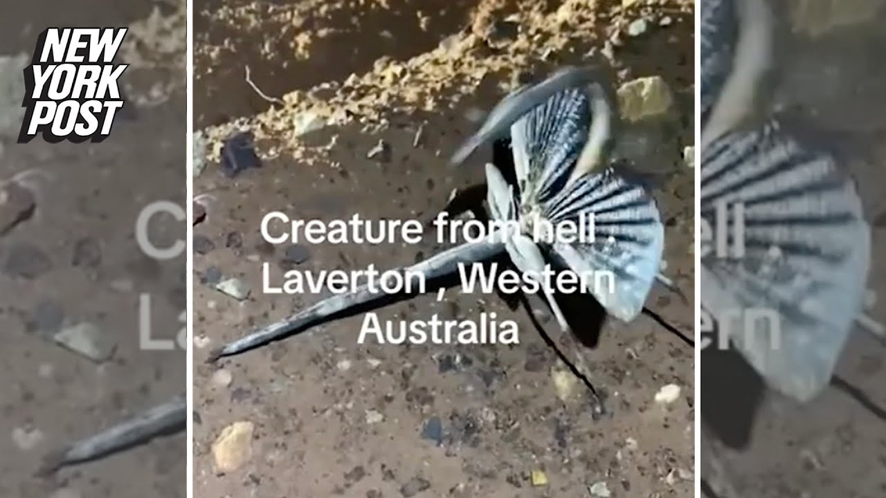 ‘Creature from hell’ finally identified: ‘Now I’m actually scared’ - YouTube