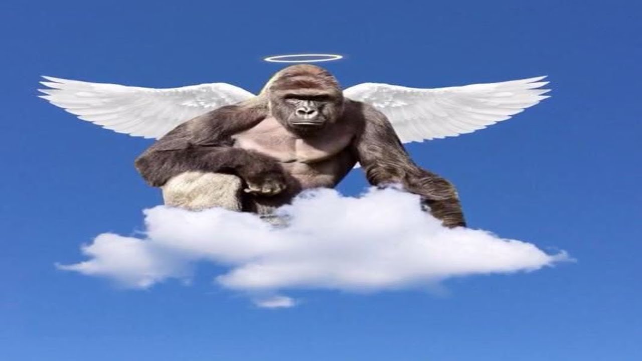 Harambe Tha God - YouTube