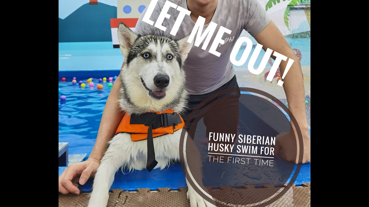 FUNNY Siberian Husky SWIM For the First Time! - YouTube