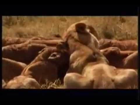 Aslanların Domuz Ziyafeti