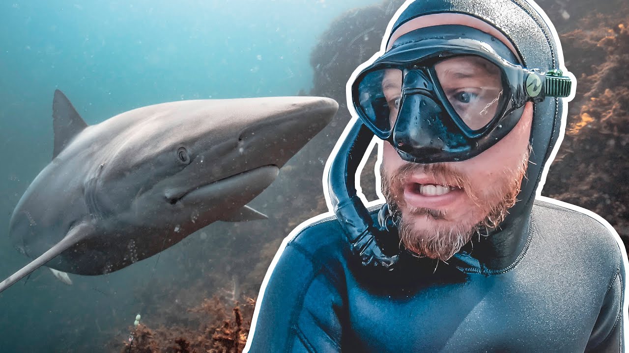 Too Many SHARKS!! Boarfish Catch & Cook - SPEARFISHING NZ - YouTube