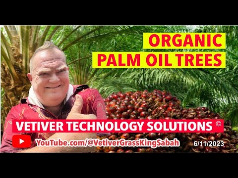 SPRAYING PALM OIL TREE with SOS ORGANIC FOLIAR SPRAY, INCREASING GROWTH ...