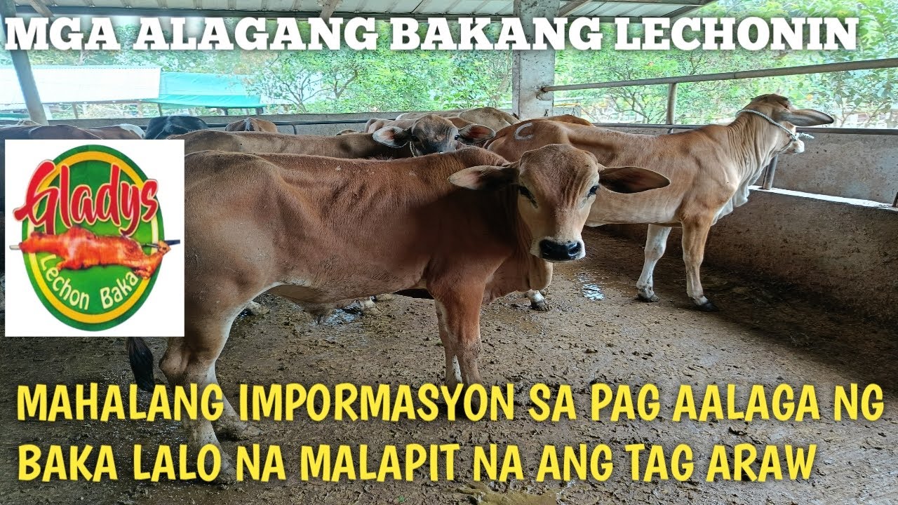 Mga Bakang Lechunin at Bakang Fatening..Mga impormasyon sa pag alaga ng ...