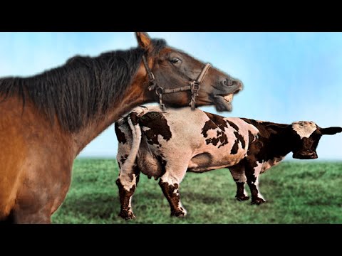🐴➕🐄 ¿CABALLO + VACA = HÍBRIDO REAL? | El \