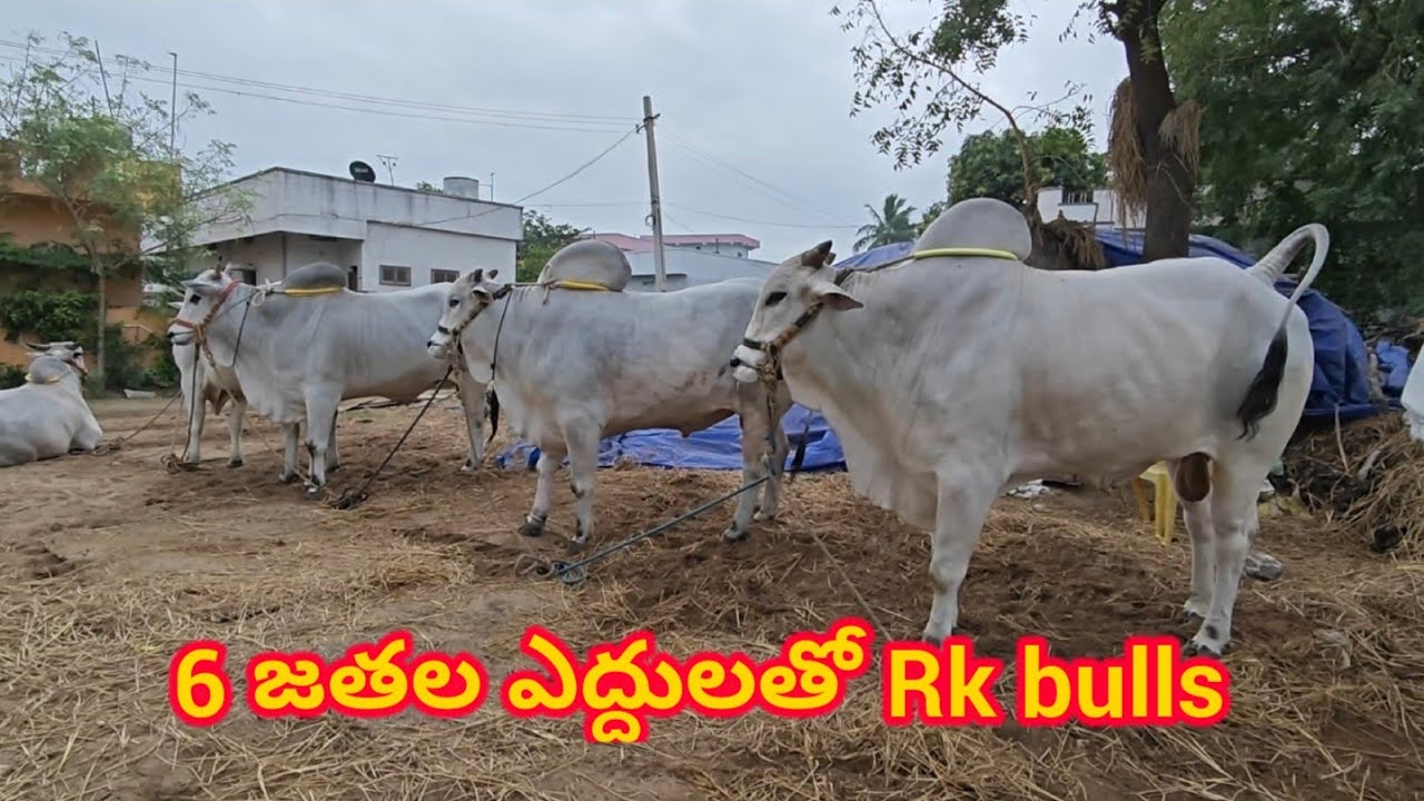 6 జతల ఎద్దులతో Rk bulls #ongole bulls - YouTube