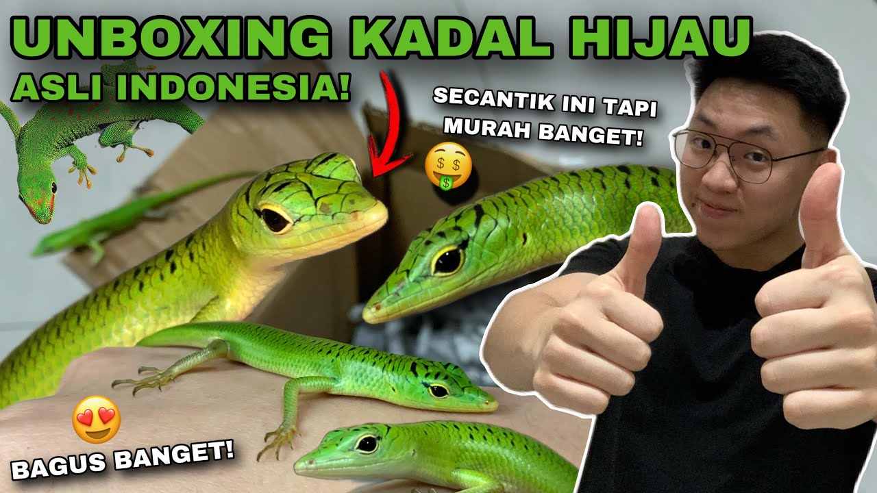BELI KADAL HIJAU CANTIK DI TOKO HIJAU! ASLI CAKEP BANGET GUYS! - YouTube