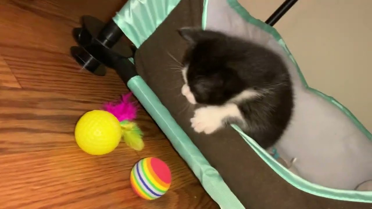 Baby kitties play day - YouTube