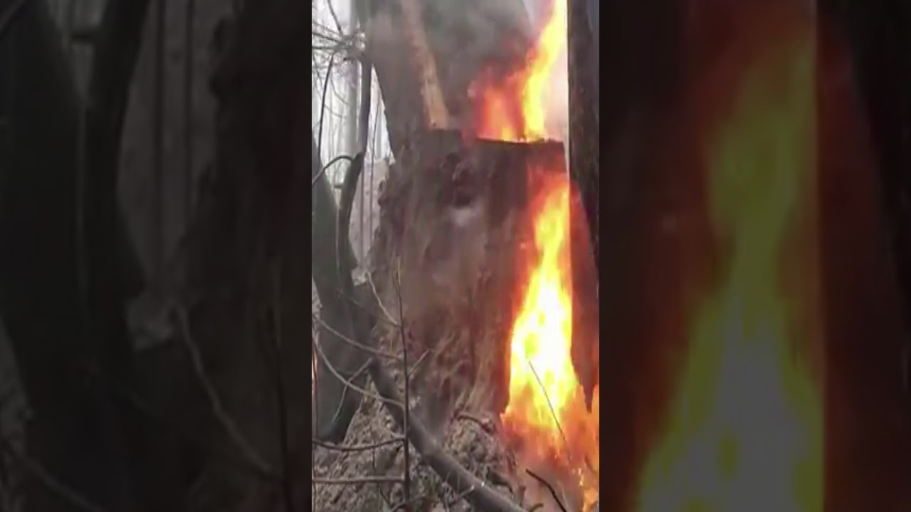 Dangerous Wildfire Tree Removal With Chainsaw Tree Felling - YouTube