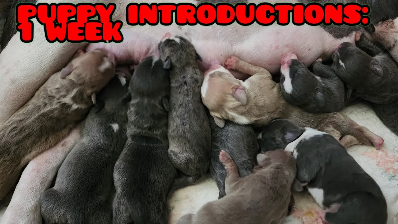 1 WEEK OLD ABKC AMERICAN BULLY PUPPY INTRODUCTIONS! LOOKING FOR NEW ...