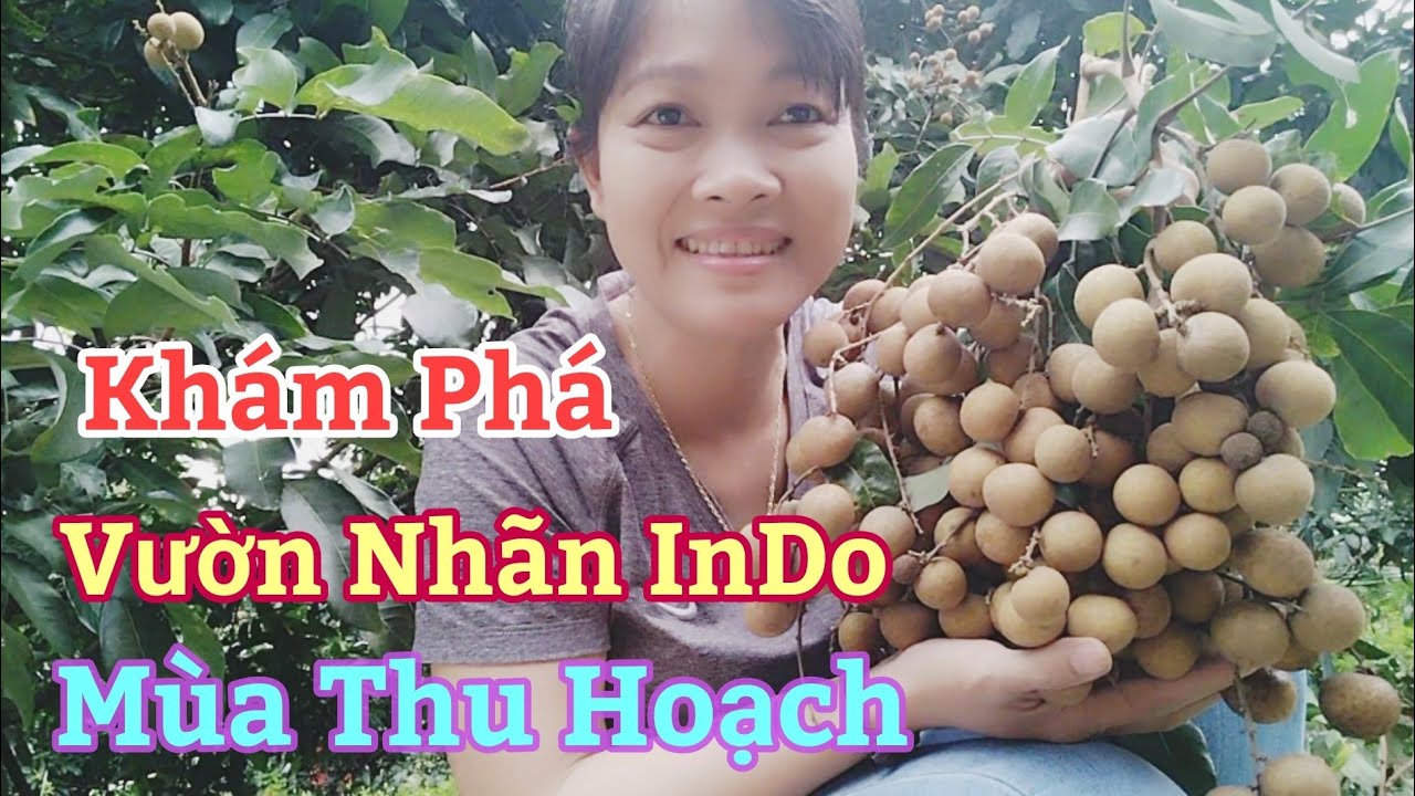 Khám Phá Vườn Nhãn InDo Mùa Thu Hoạch - YouTube