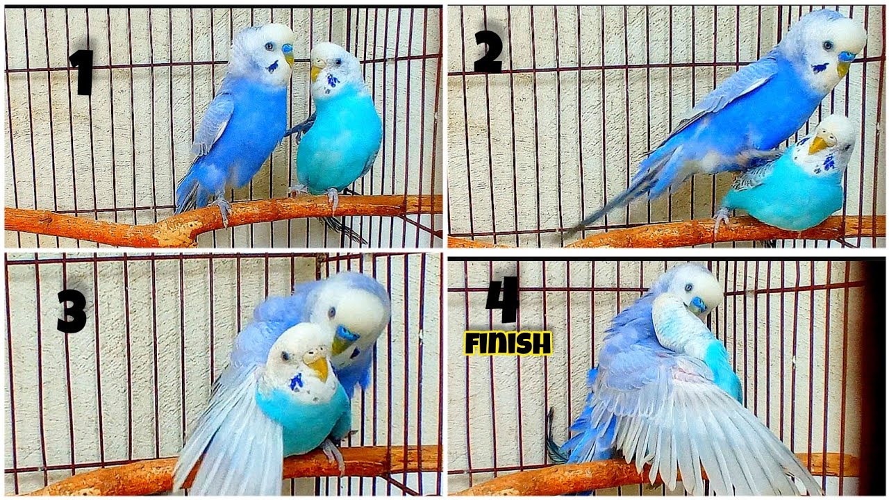 birds budgie "Budgie Mating: The Dance of Love" #birds #parrot #budgie ...