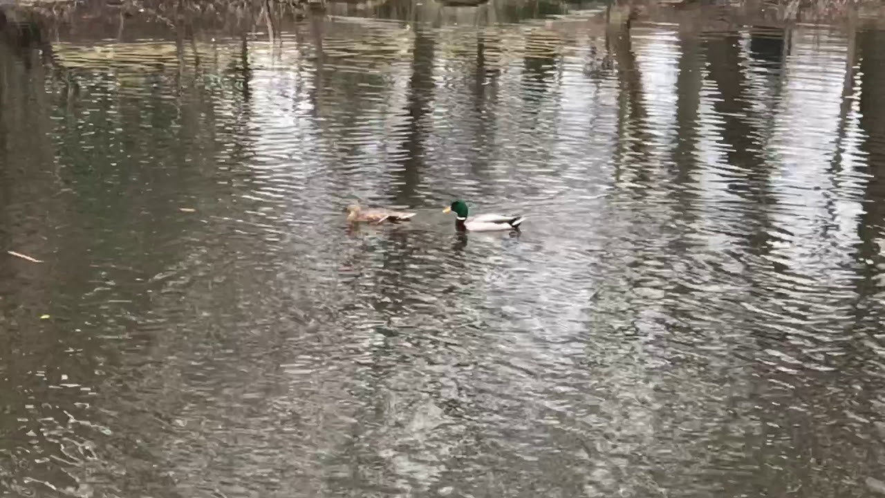 Mallard Pair Courtship Display - YouTube