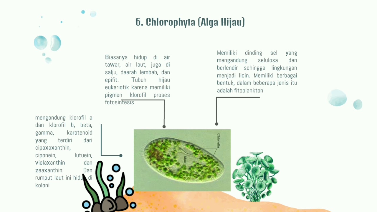 Alga : Pengertian, jenis-jenis, karakteristik dan manfaat Alga - YouTube