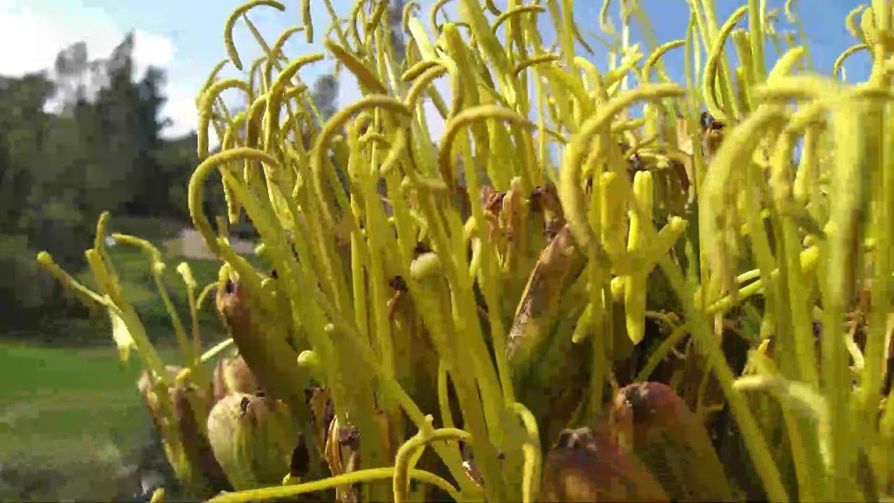 FLOR DE CABUYA - YouTube