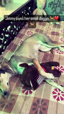Jimmy loves her small doggo 🐶 🐕🐾 ️ #youtubeshorts #reels #trending # ...