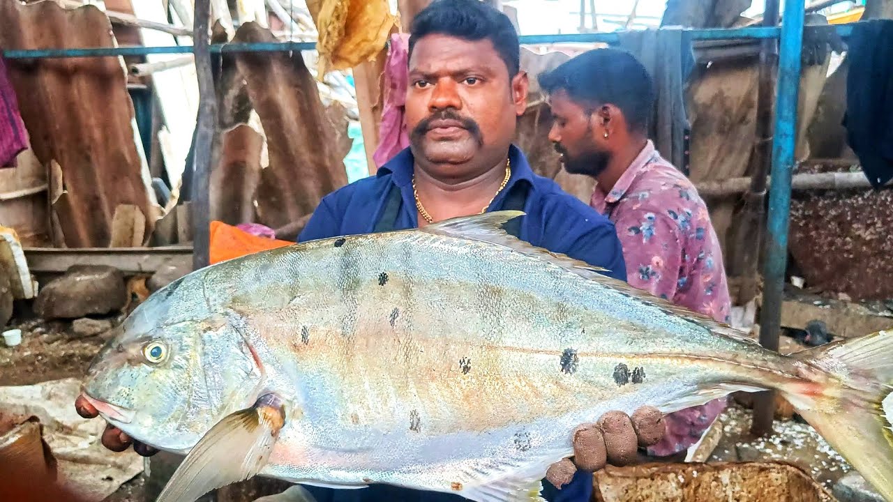 KASIMEDU SELVAM 🔥 VARI PARAI FISH CUTTING|IN KASIMEDU| 4K VIDEO| - YouTube