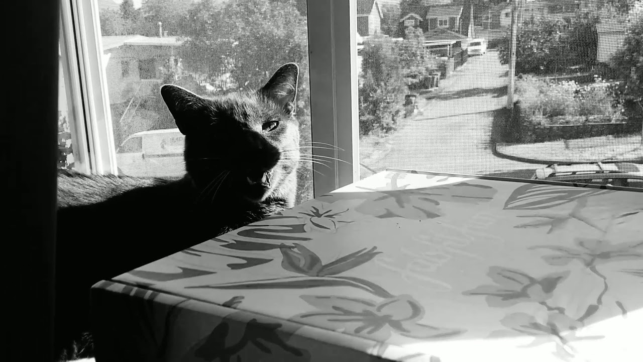 Meatball the Cat - YouTube