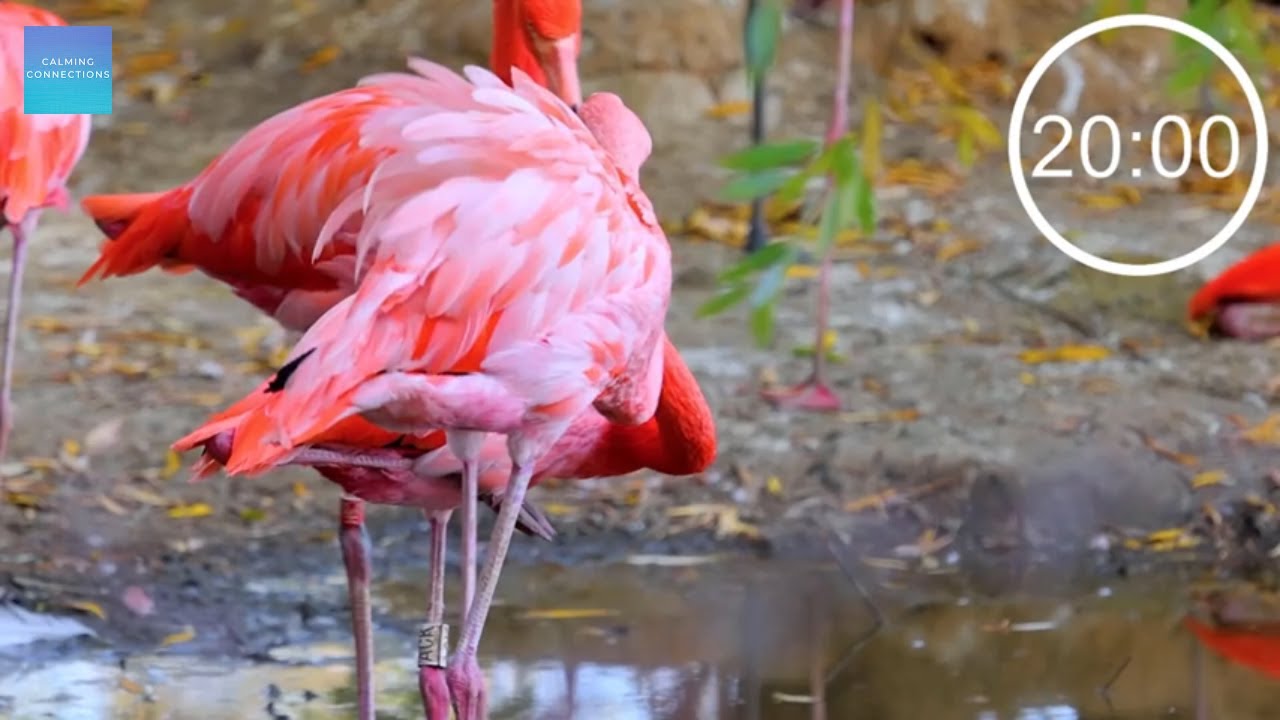 Calm 20 Minute Timer - Flamingos - ⏰ Pack Up Timer 20 Minutes - YouTube