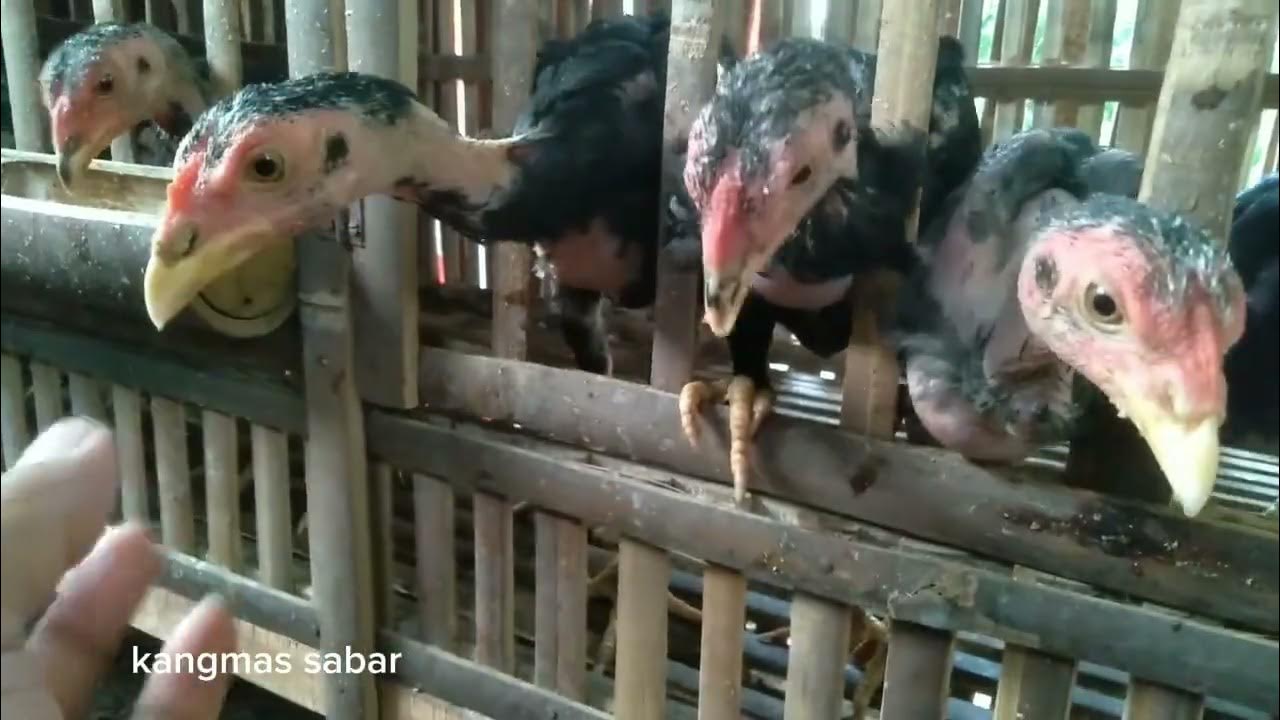RACIKAN PAKAN AYAM BIKIN GEMUK@kangmassabar4637 - YouTube