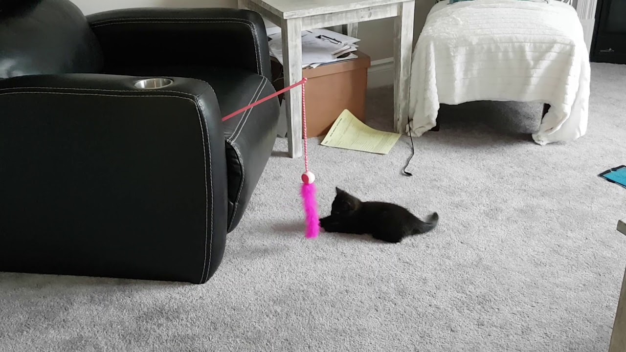 The funny cat Lindsay - YouTube