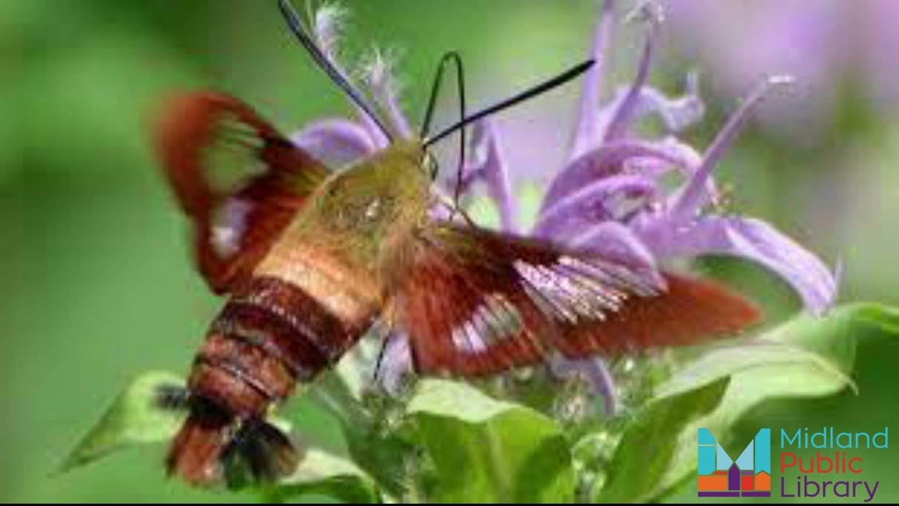 Hummingbird Moths: Are They Invasive in Your Backyard? Find Out ...