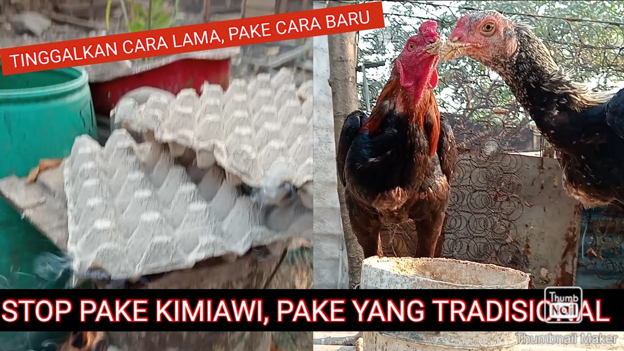 STOP!!!! TINGGALKAN CARA LAMA PAKE CARA BARU BASMI VIRUS KANDANG - YouTube