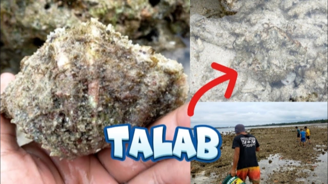 TALAB SHELL|Moalboal Cebu - YouTube