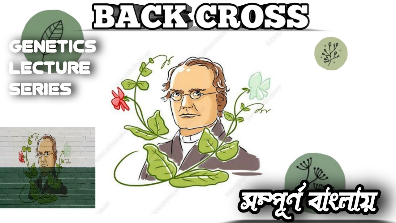BACK CROSS /ব্যাক ক্রস /GENETICS/NEET/ANM GNM/CBSC 12TH/12TH BIOLOGY ...