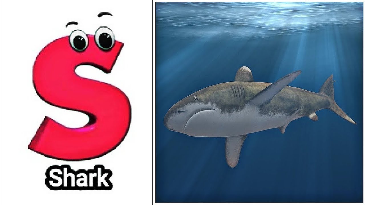 ABC Song | Sea 🦈 Animals ABC Song | Phonics for Kids | Learn ABC, Baby ...