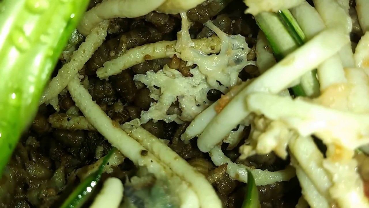 Moving Maggot Spaghetti - YouTube