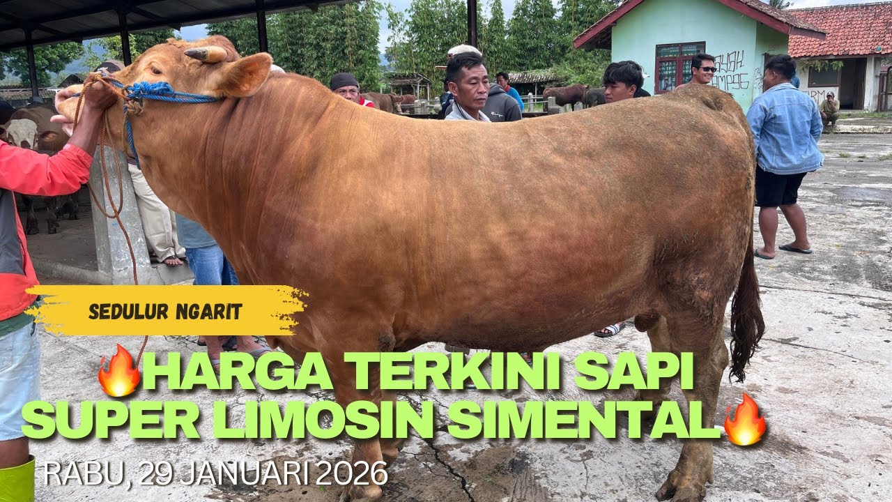 🔥HARGA TERKINI SAPI SUPER LIMOSIN DAN SIMENTAL🔥‼️‼️ - YouTube