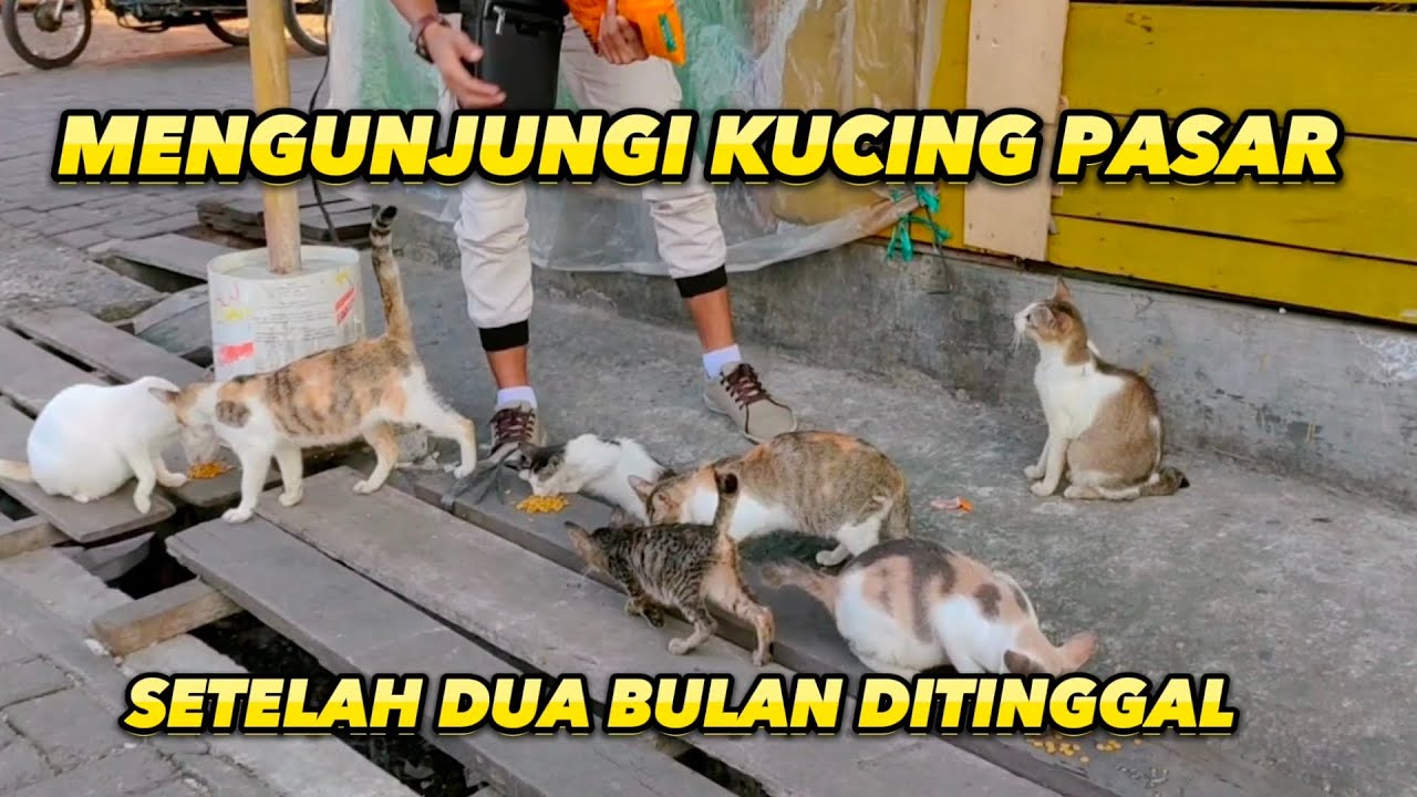 mengunjungi kucing pasar setelah dua bulan ditinggal - YouTube
