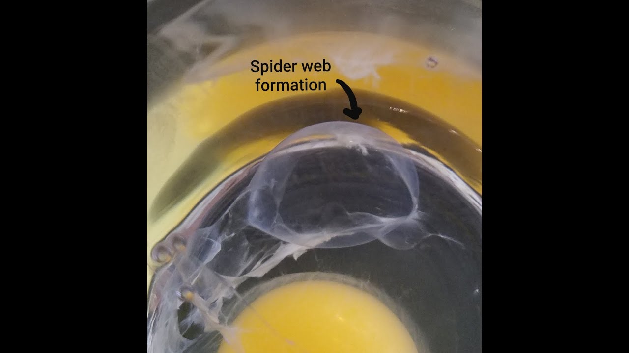 DJT ovomancy part 2 - YouTube