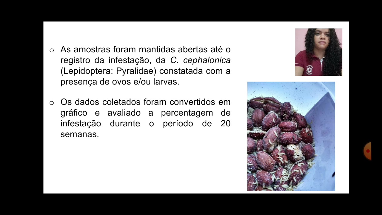 INFESTAÇÃO DE Corcyra cephalonica (Lepidoptera: Pyralidae) EM AMENDOIM ...