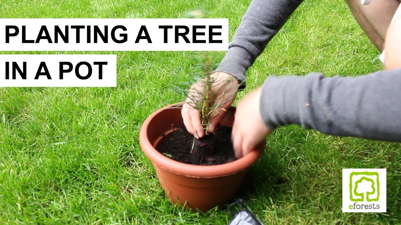 HOW TO: Plant a tree in a pot - Tree gifts from EFORESTS - YouTube