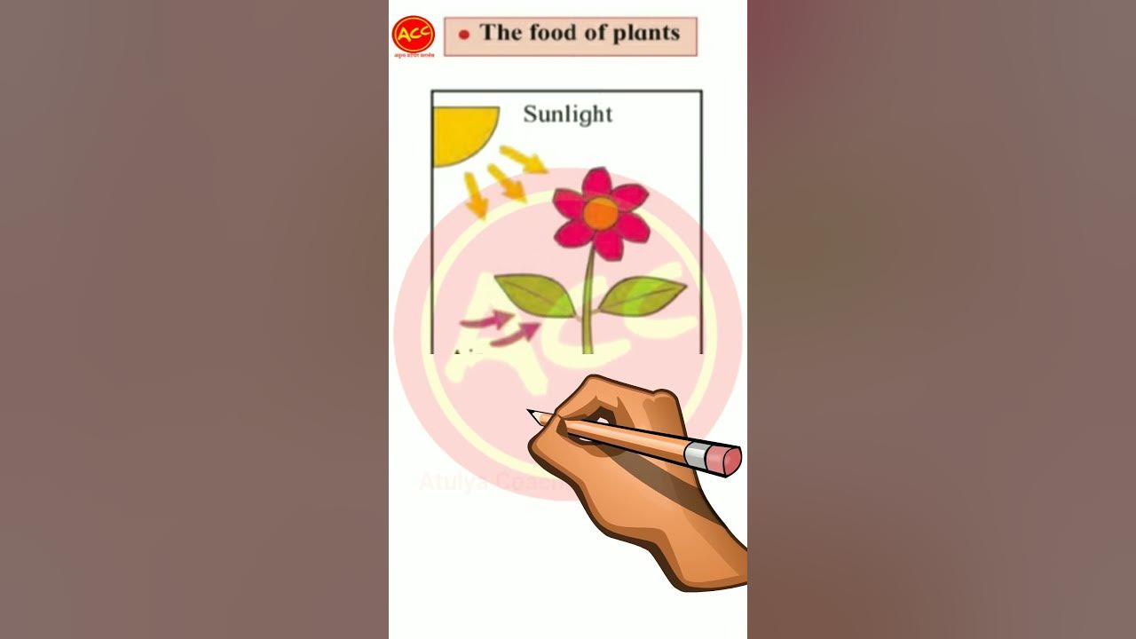 How Plants Make Their Food | the food of plants | plants food | Gk ...