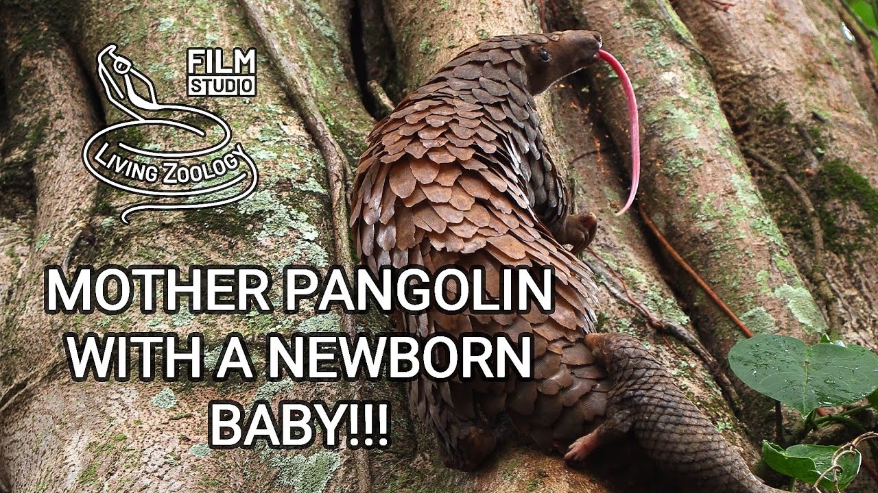 Tree Pangolin Baby