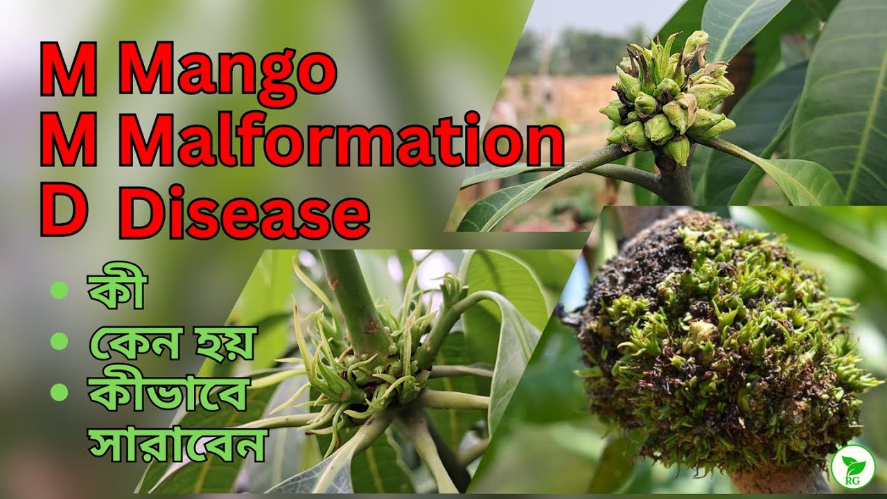 আমের এই মারণ রোগ থেকে সাবধান! আমের গুচ্ছারোগ! Deadly Malformation Can ...