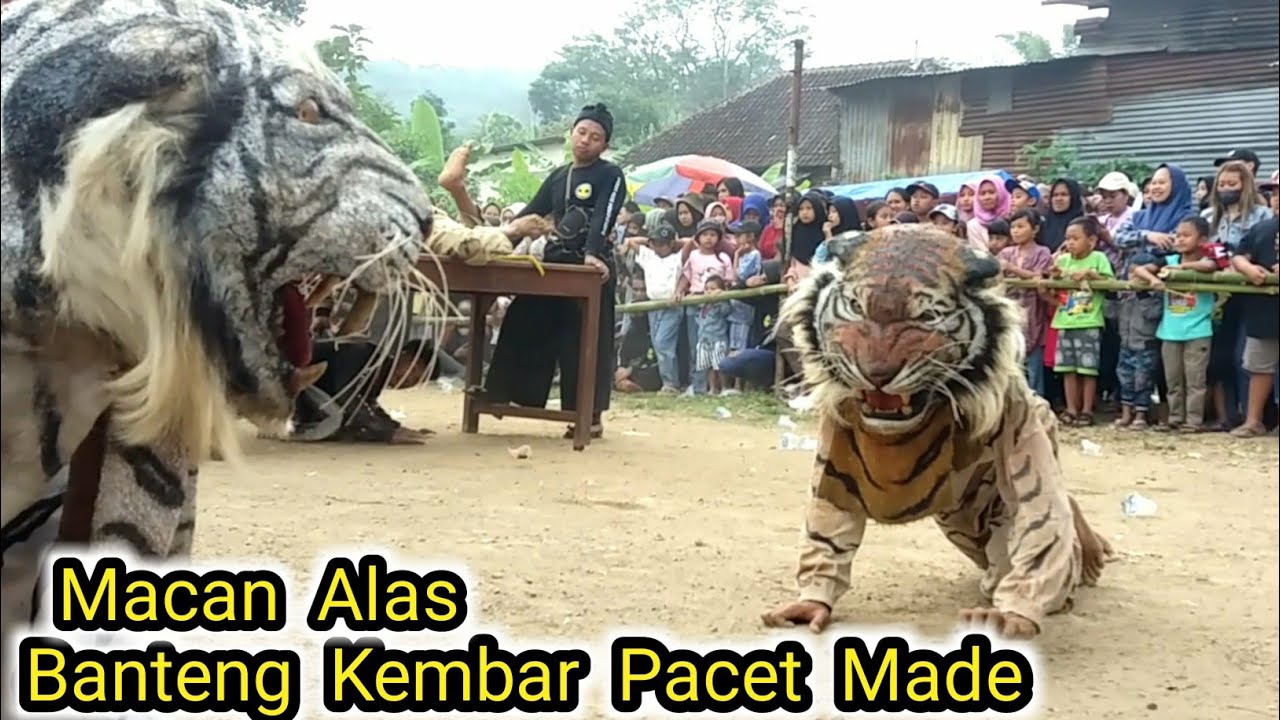 Buron alas Banteng kembar pacet made - YouTube